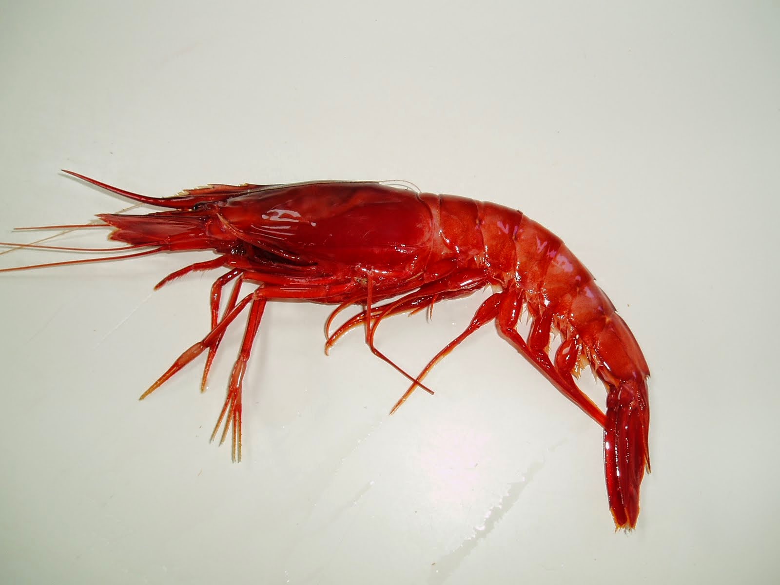 Gamba roja "aristeus antennatus"