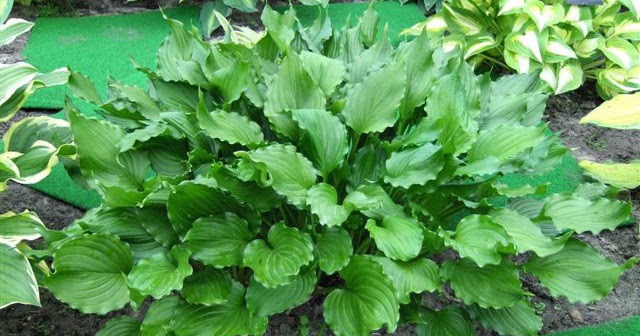 PPP Hostahave: Hosta Stirfry