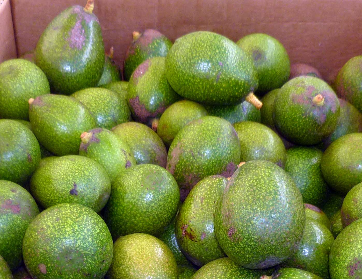 MAD MEAT GENIUS: BACON AVOCADO