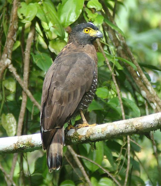 Elang-alap besra (Accipiter virgatus (Accipitridae)) | Hewan Indonesia ...
