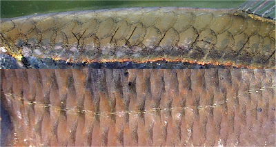 Virginia Tech Ichthyology Class : On the value of zooming in, by Don Orth