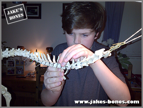 How to rearticulate a fox skeleton: part two : Jake's Bones