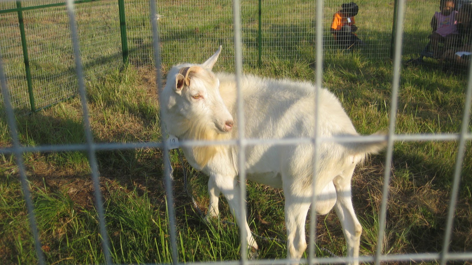 TLC Farm. Nurturing the future.: A Goat Gloat.