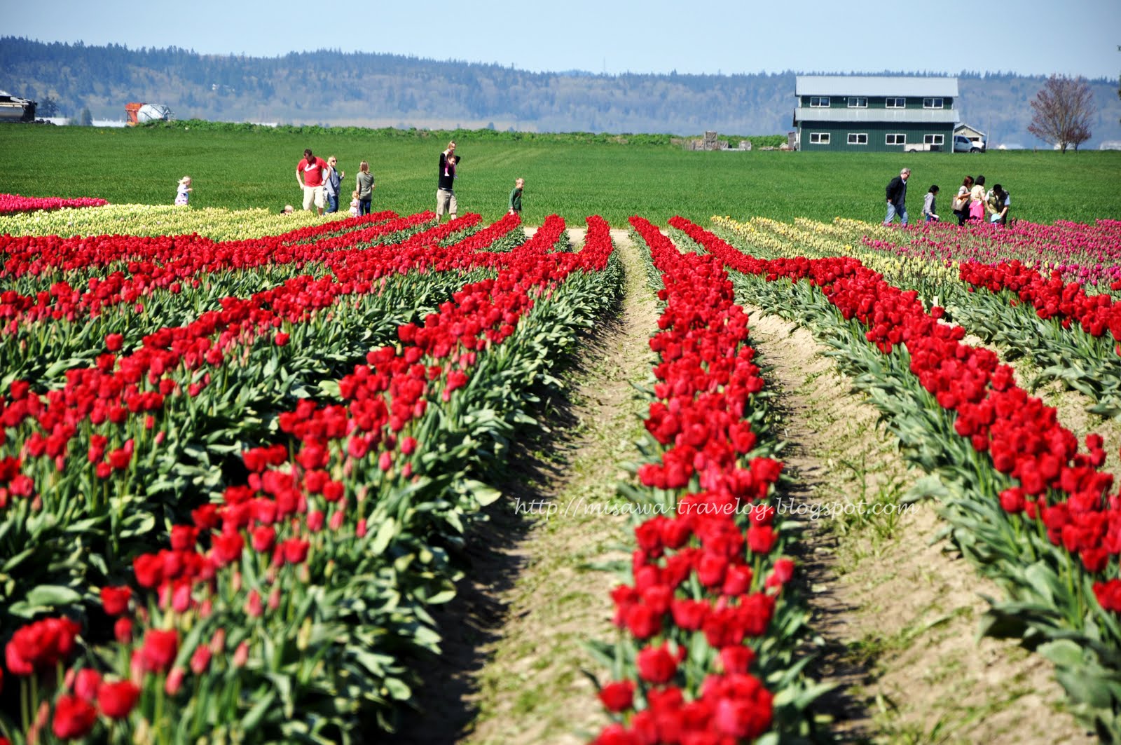 TRAVELOG: Tulip Town Skagit Valley, Washington