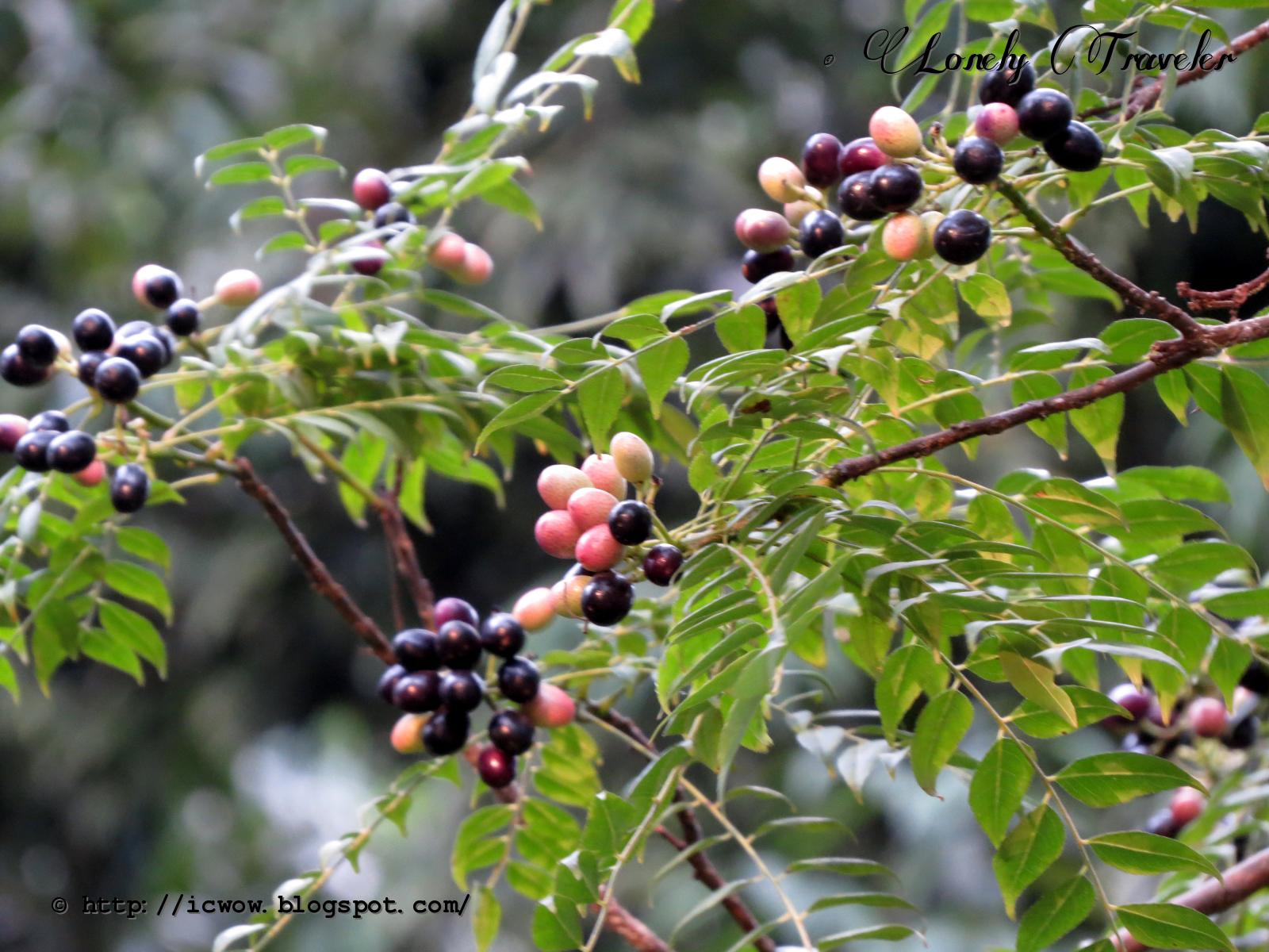 Curry leaf plant - Murraya koenigii