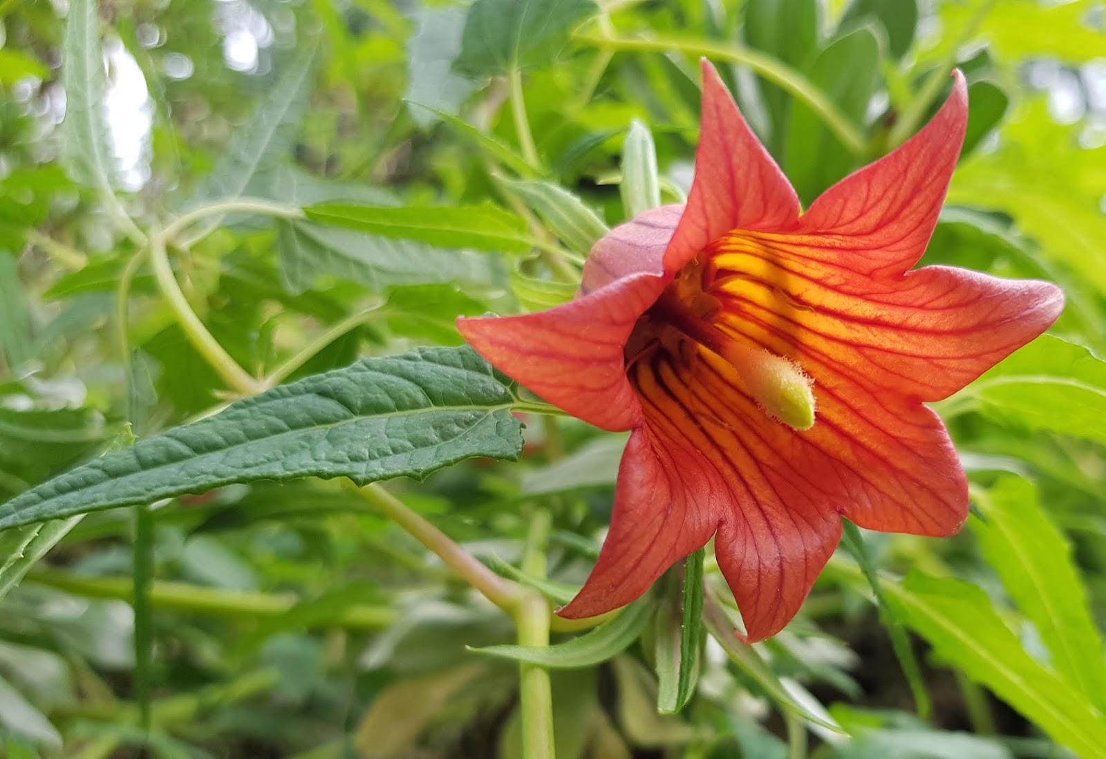 Almost tautonymous, this plant of the Canaries isn't missing its sunbirds