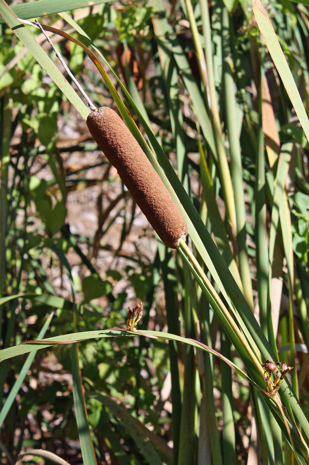 Southern Lagniappe: A Tale about Cattails