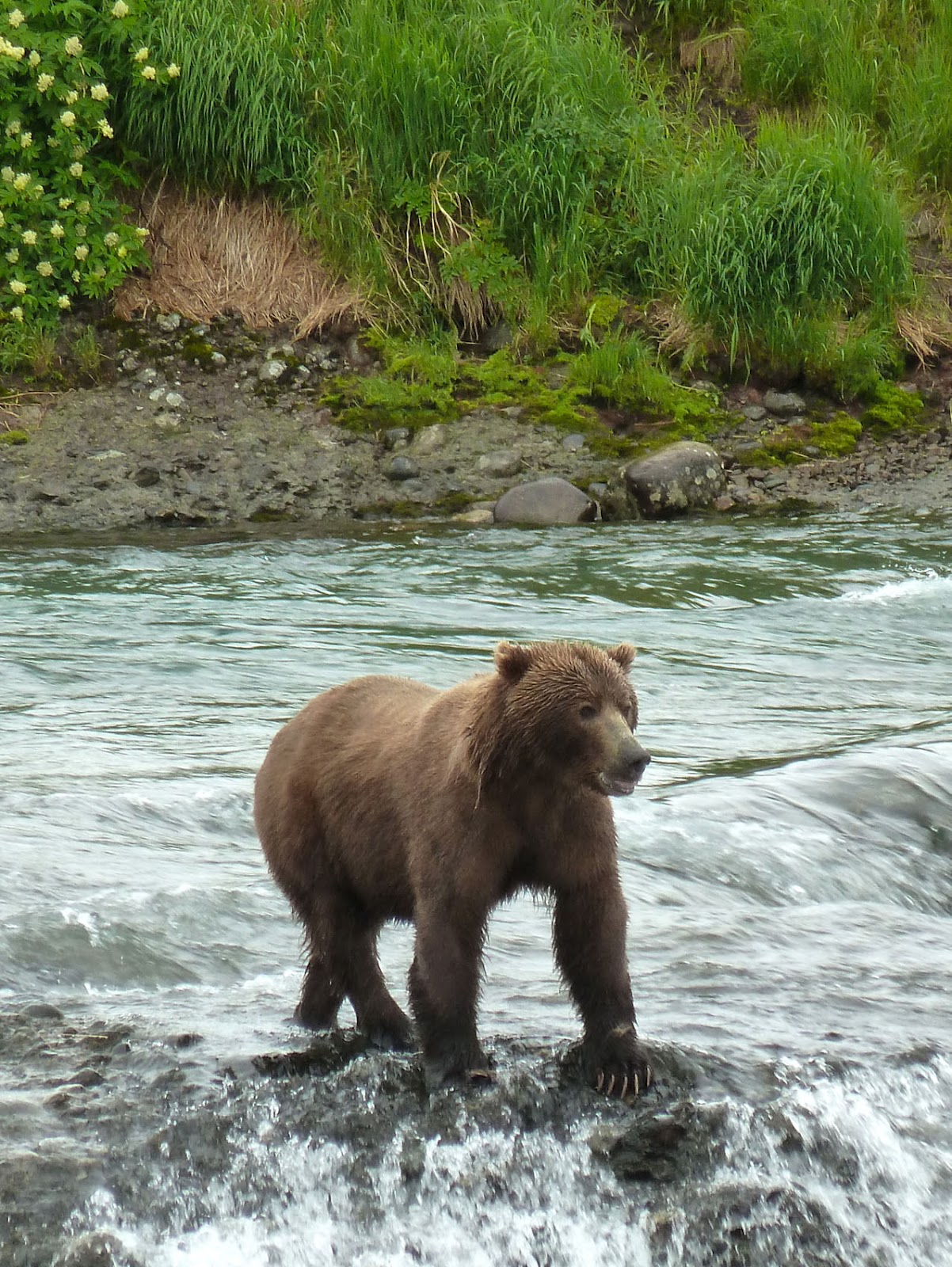Franz - The Northernmost Bavarian: Bär Watching an den McNeil River Falls