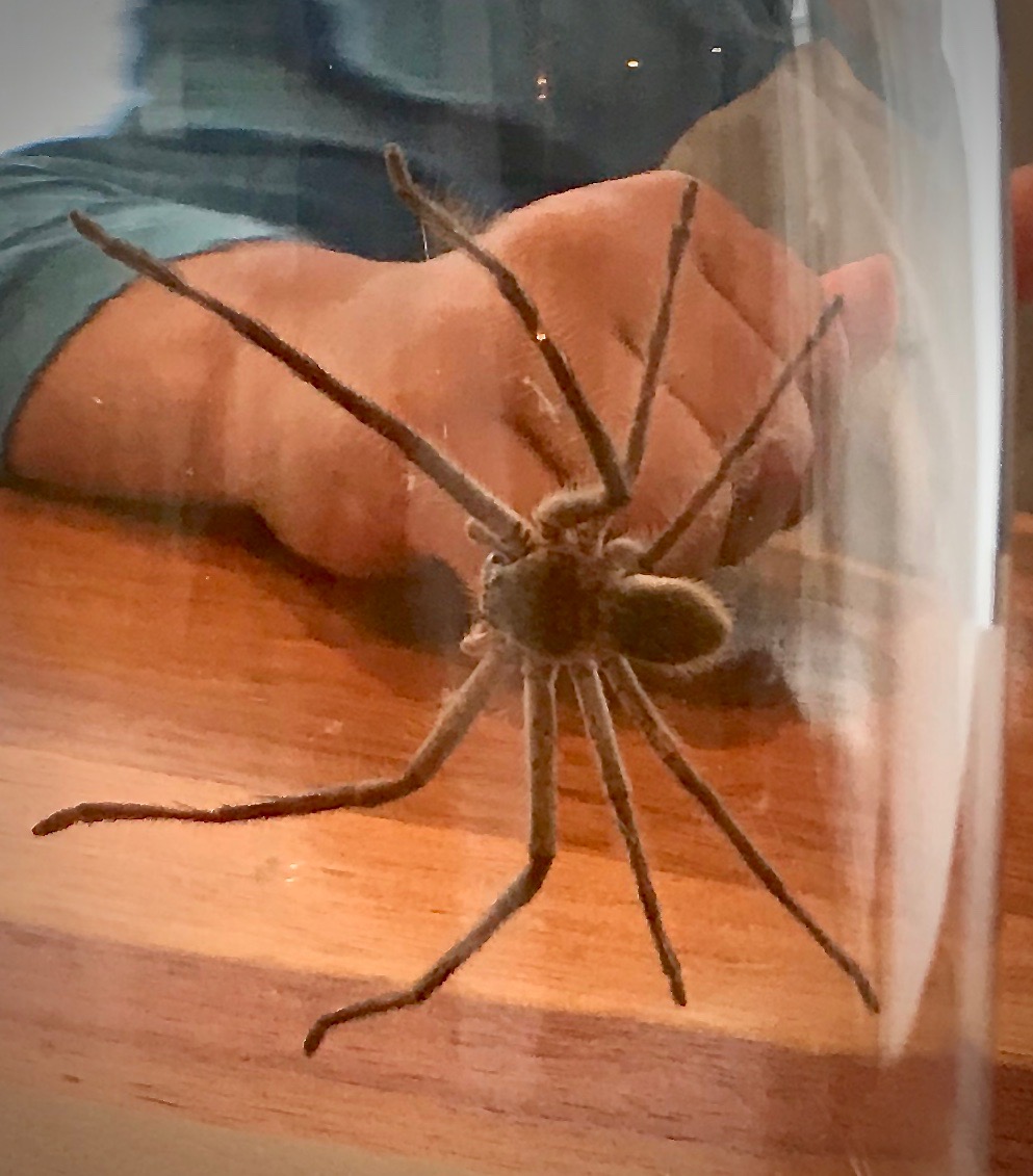 "A Sistah in Oz": Huntsman Spider