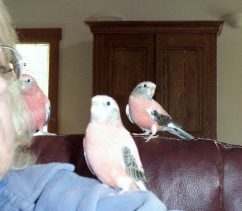 The Splendid Bourke Bird Blog: Portrait of Rosebud, female Rosy Bourke ...