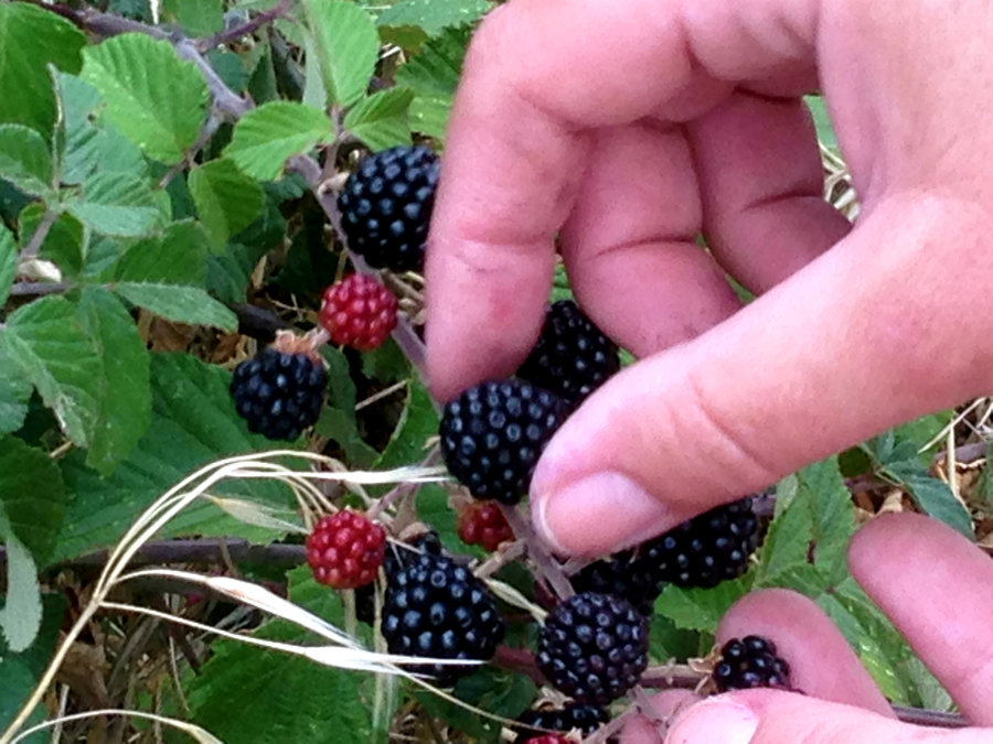 Mousse de cheesecake de moras silvestres | Cocina