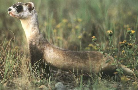 Animales Exoticos: Informacion de Hurón