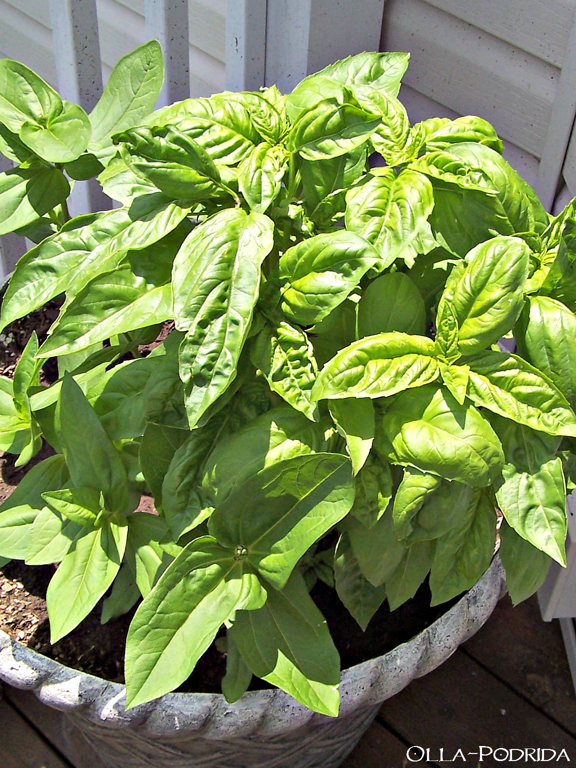 Olla-Podrida: Container Gardening: How to Propagate Basil
