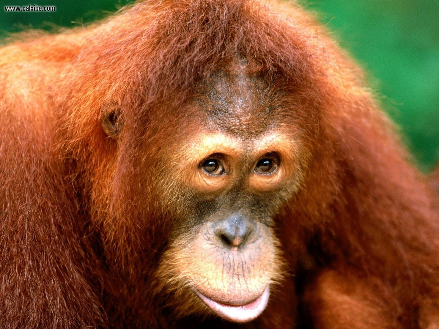 Animales: El Orangután