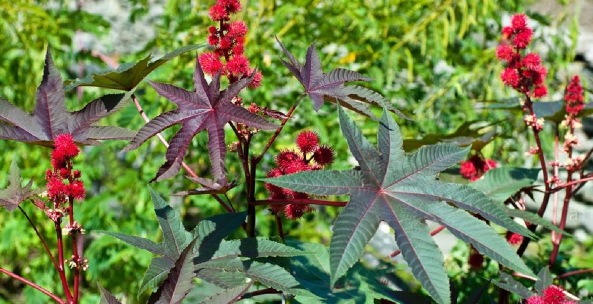 RICINO - Ricinus communis - Blog di pociopocio