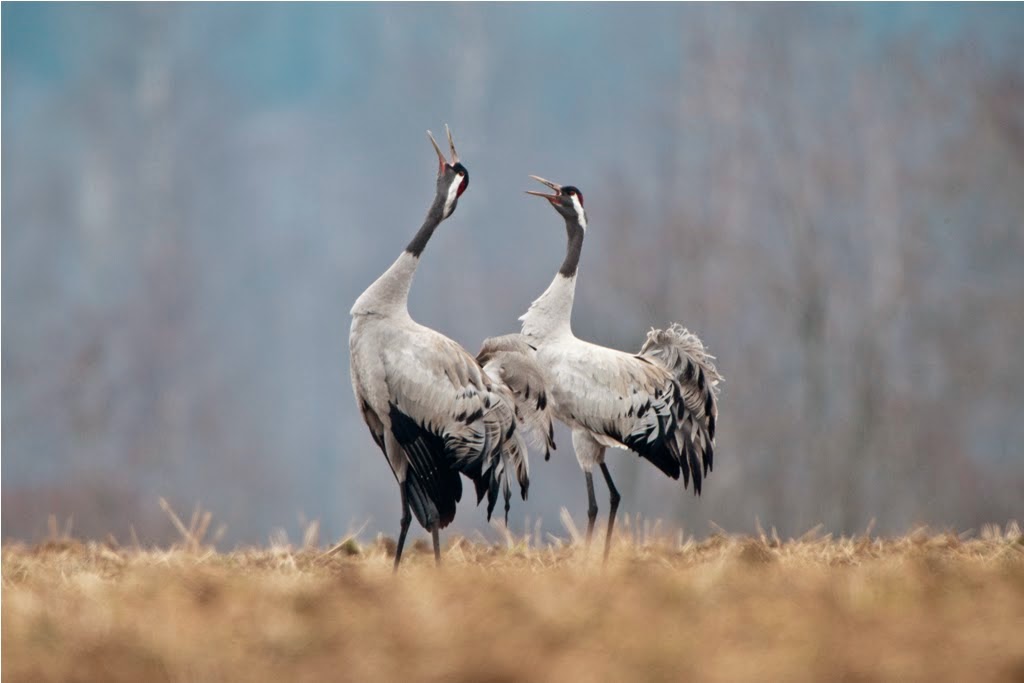 Estonian Nature Tours: Estonian spring arrives ten days early!!