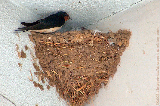 Estrelinhas 1º B - Esposende: Um ninho de andorinha.