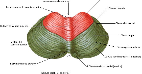 Medicina In Situ Neuroanatomia Cerebelo