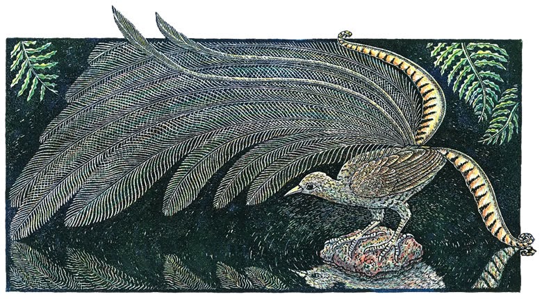 A thing of beauty is a joy forever: Narelle Oliver