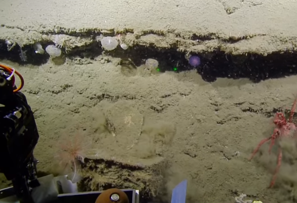 bensozia: Mysterious Glowing Purple Orb on the Sea Floor