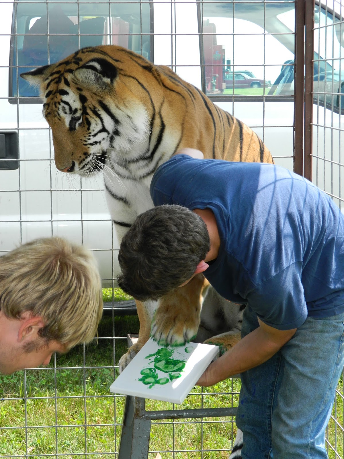 ShowMe Tigers: Paw Prints