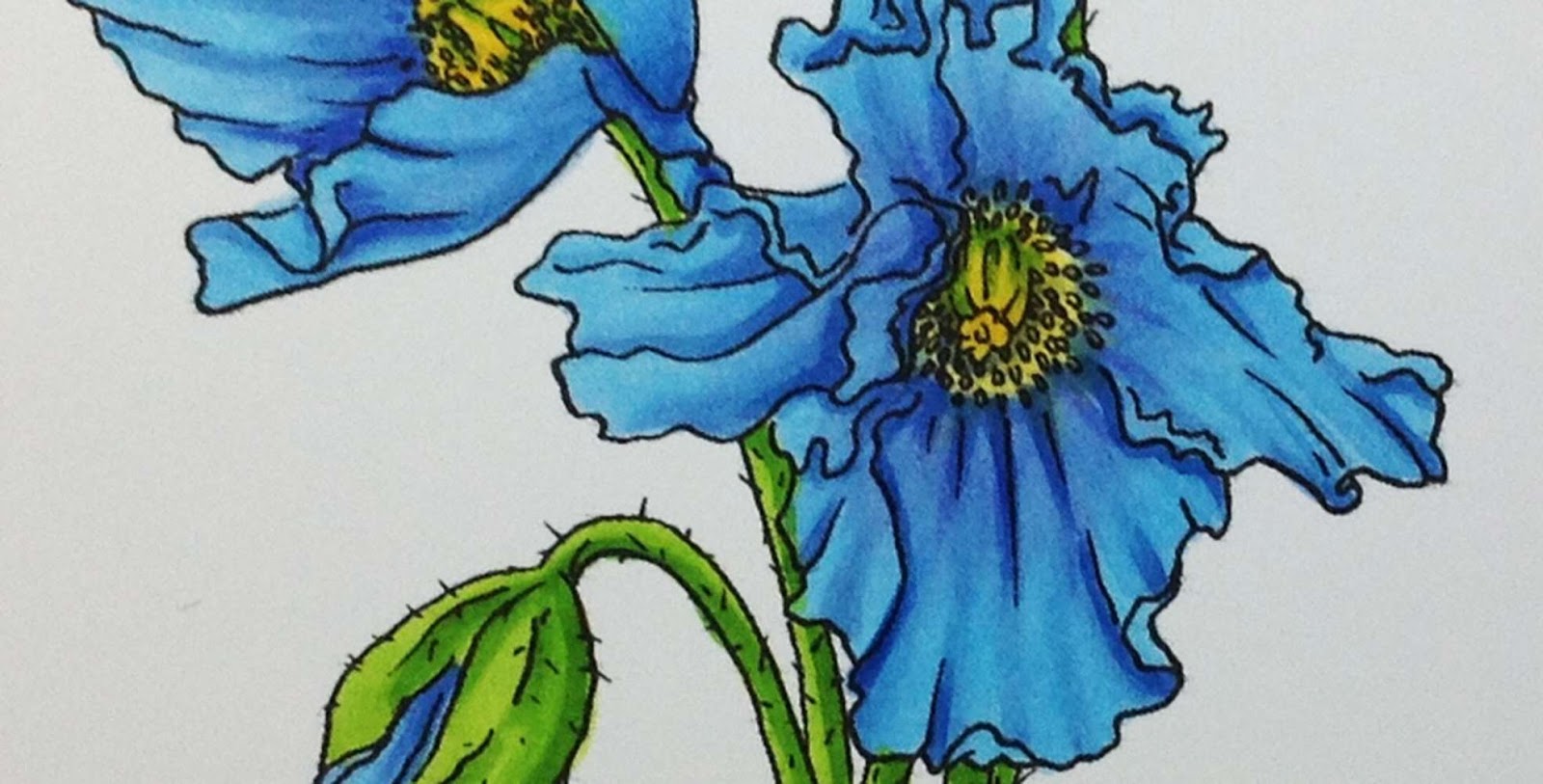 DoveArt Studios: Blissful Blue Himilayan Poppy