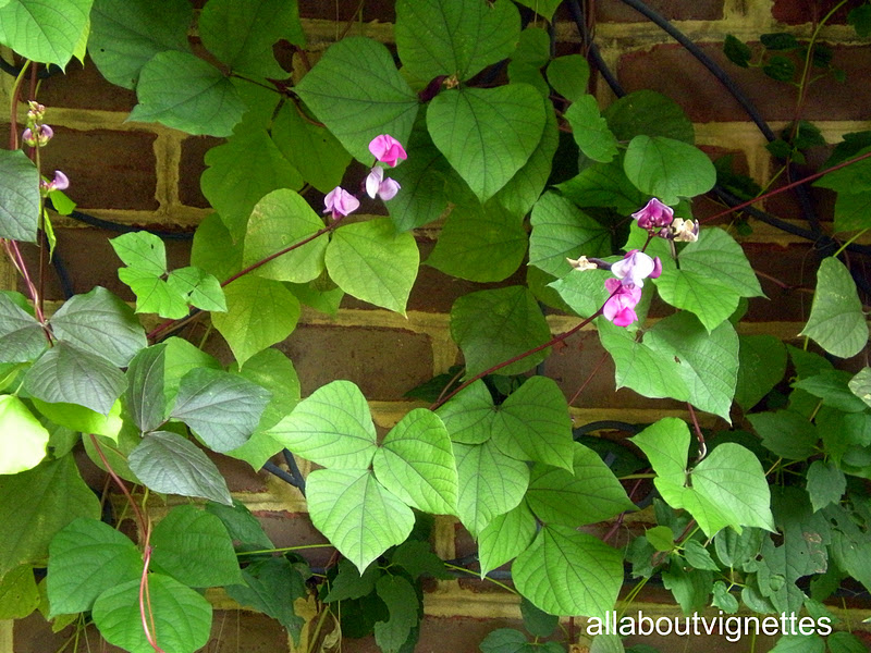 All About Vignettes: Climbing Hyacinth Bean Vine