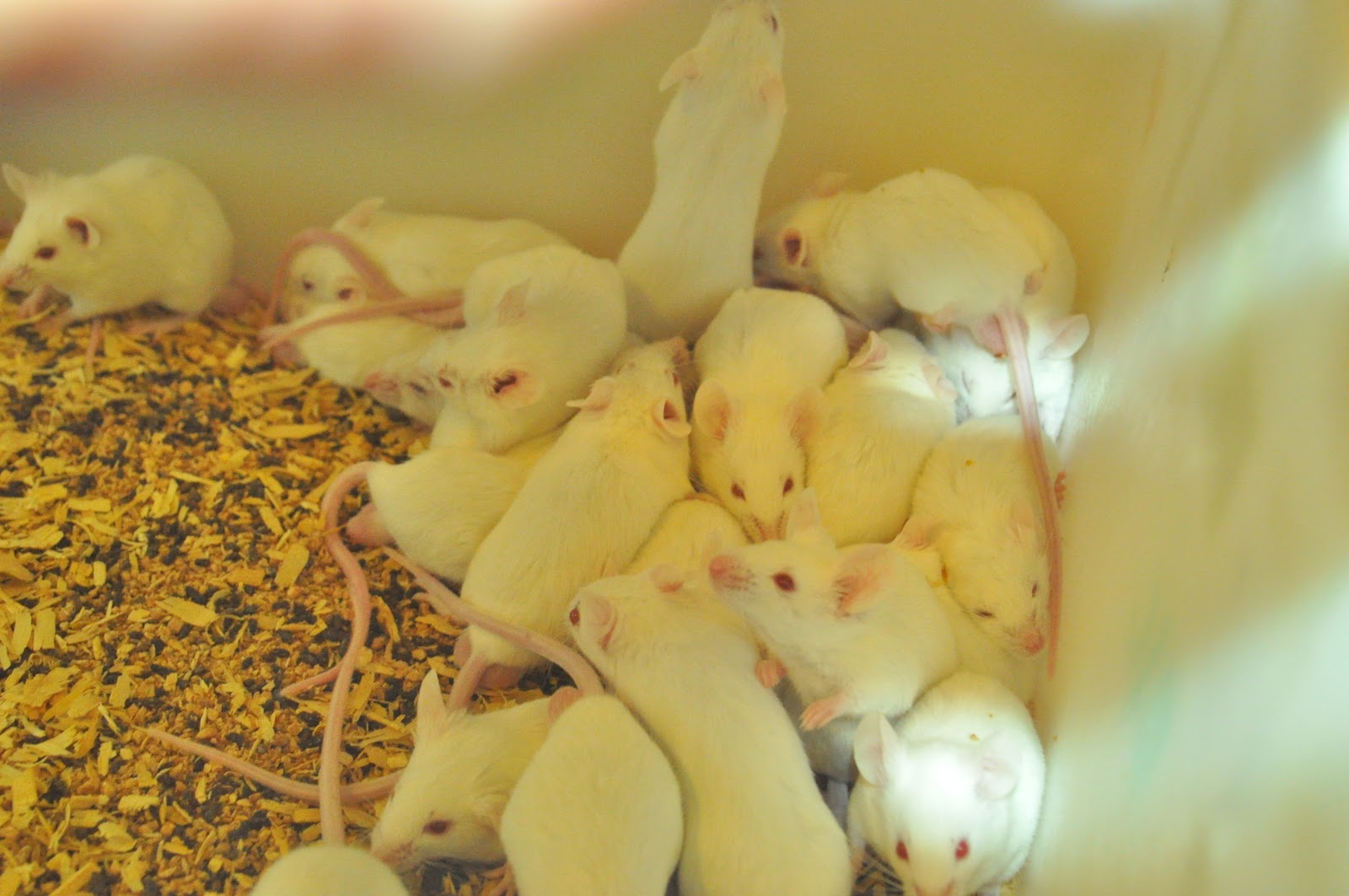 Takrif Bistari Enterprise: MICE BALB C/SWISS (ALBINO)