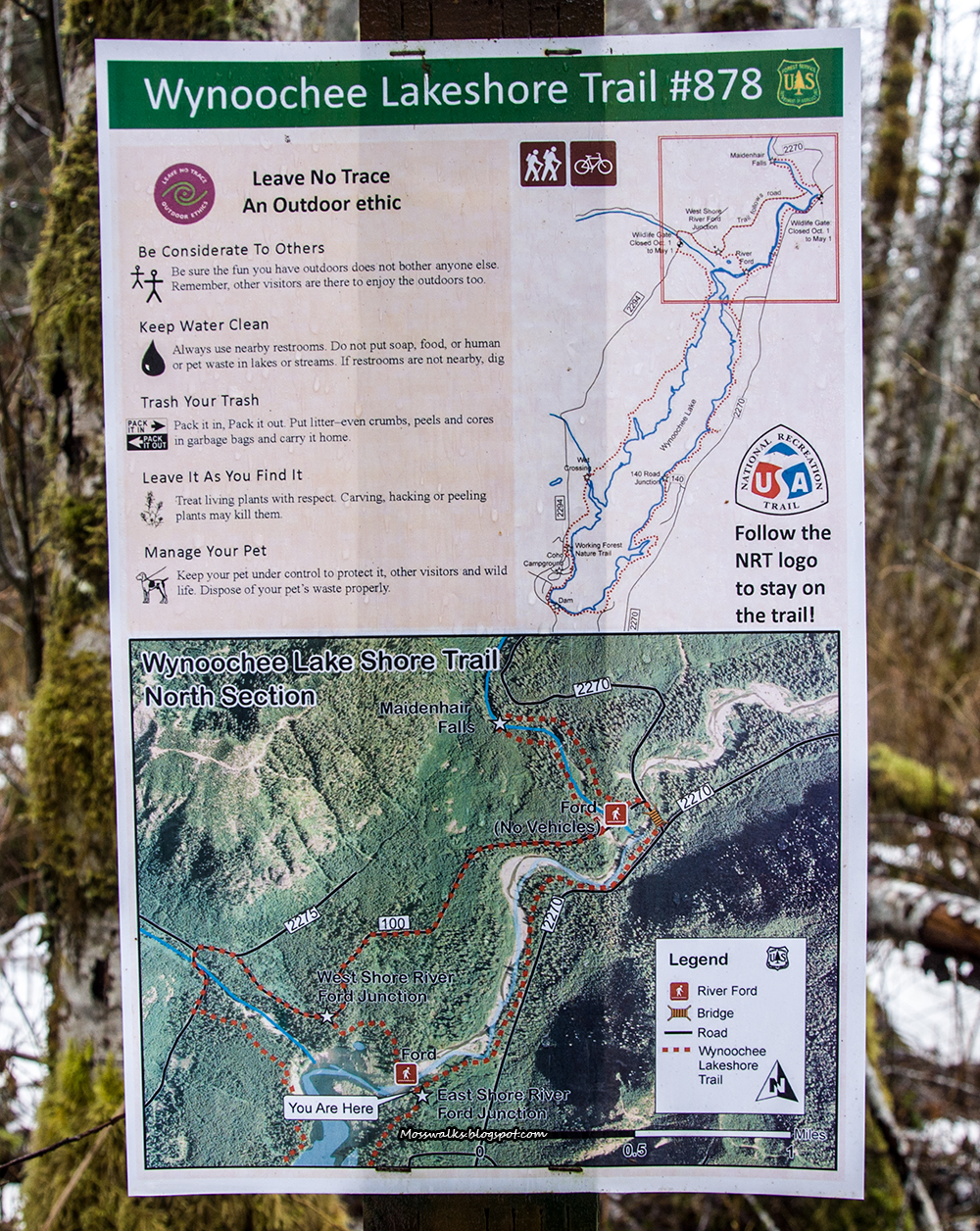 Walks with Moss: Wynoochee Lakeshore Trail - flirting with hypothermia