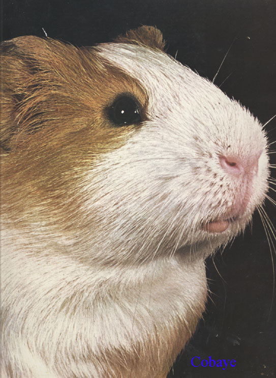 Marubricabrac: Cobaye domestique