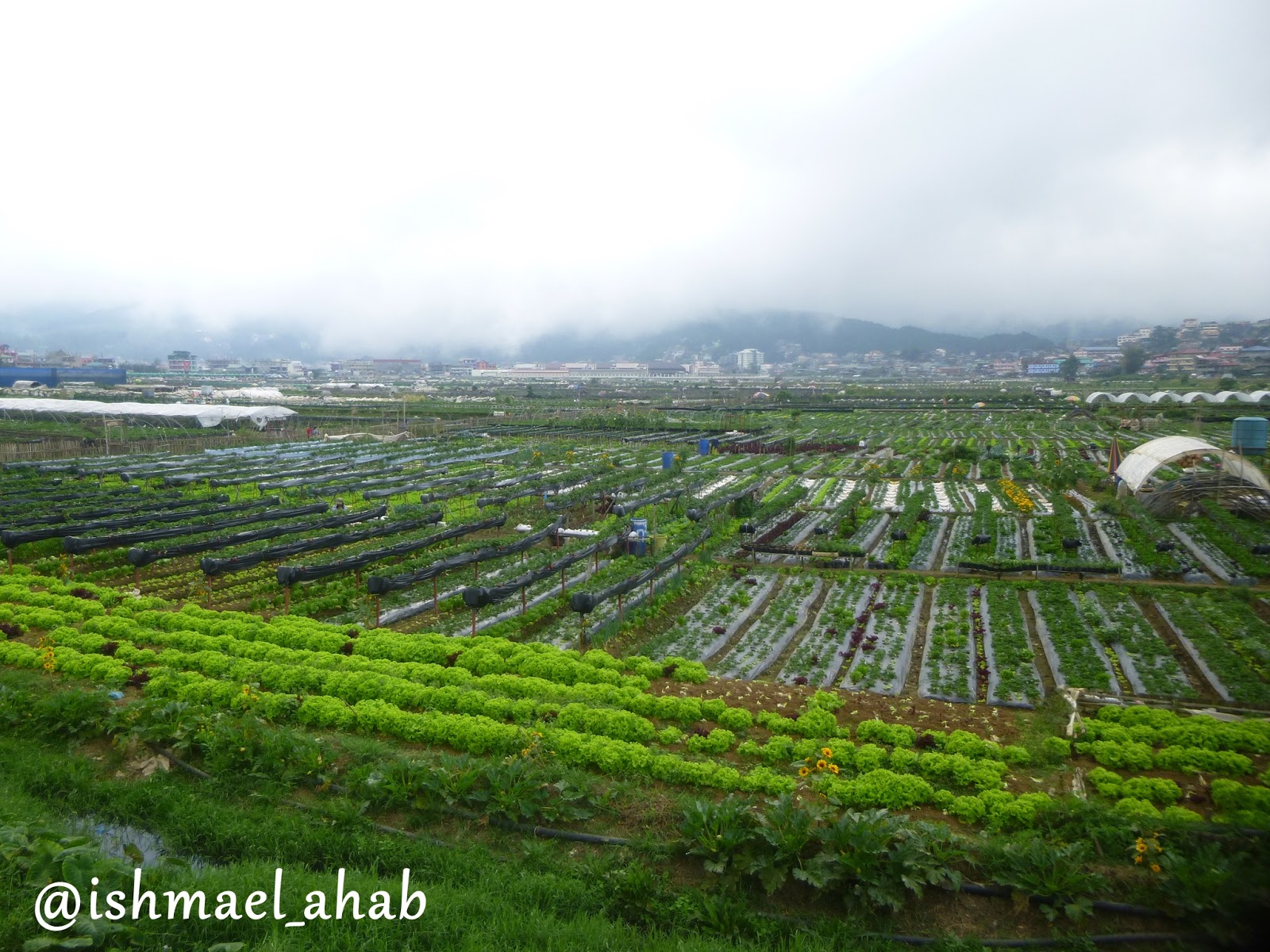 Let's Go to Baguio (Part 5): Picking Strawberries in La Trinidad ...