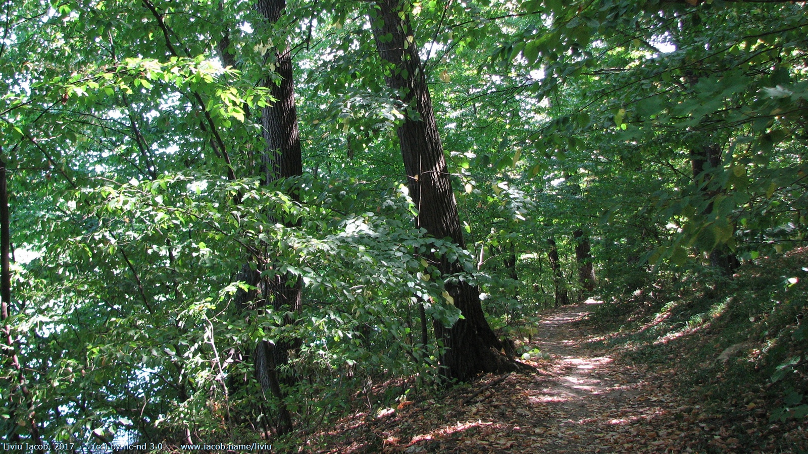 Traseu in Ilfov: Branesti (Padurea Pustnicu + Raul Pasarea ...