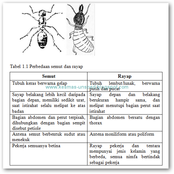 Semut dan Rayap Serta Pengendaliannya – Jati.id