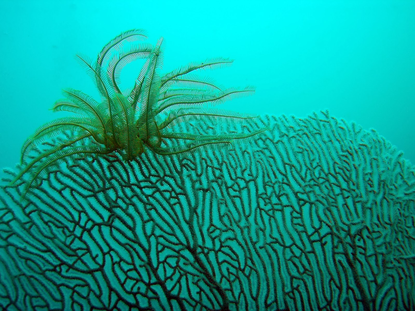 ELEUTHEROMANIA: BUCKO OD KORALNOG GREBENA