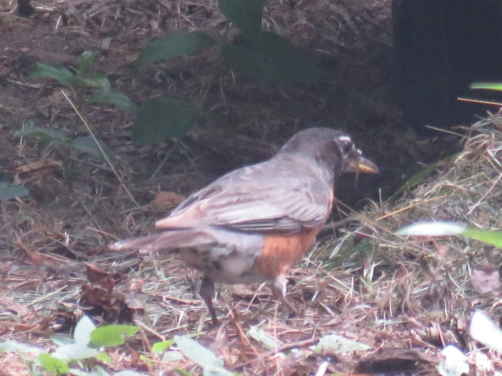Bird & Travel Photos, Birding Sites, Bird Information: AMERICAN ROBIN ...