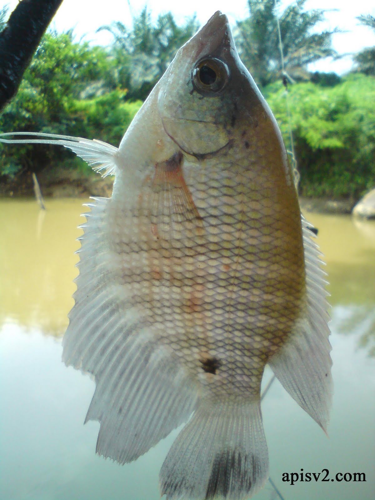 10 Gambar Memburu Truboi | Blog Apis