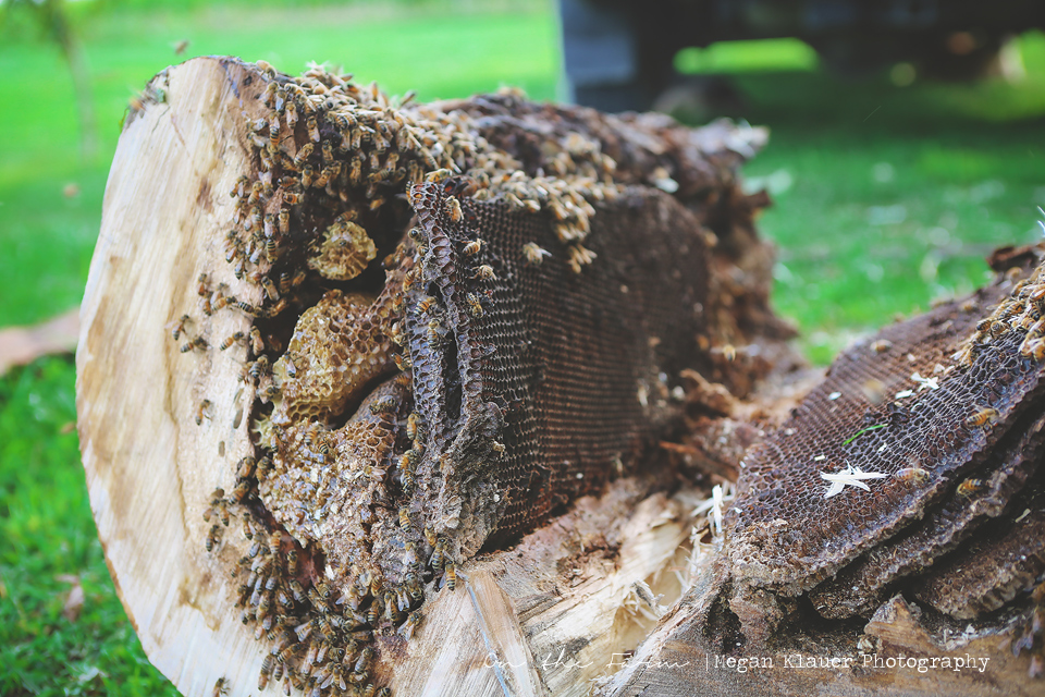 Growin & Crowin - Bringing back the Homestead: :: Bee Adventure # (Oh ...