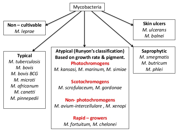 EXAMS AND ME : Photochromogens