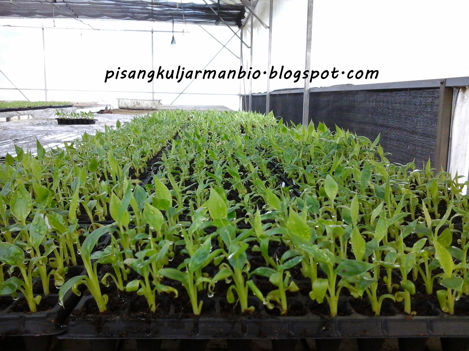 PERTANIAN: Pengertian dan Jenis Kultur Jaringan