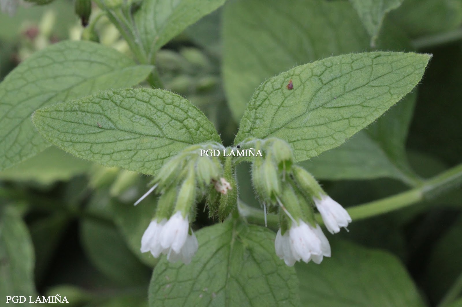 SYMPHYTUM OFFICINALE. consuelda.