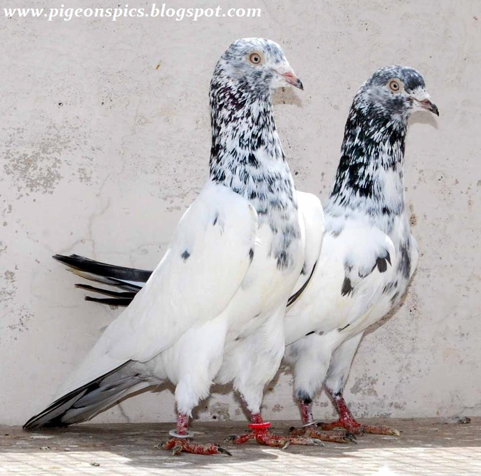 Pakistani Qasoori Pigeons (kabooter) Pairs - Pigeons Pics | Latest ...