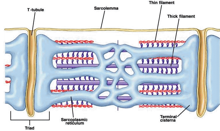 LA CÉLULA MUSCULAR (FIBRAS MUSCULARES)