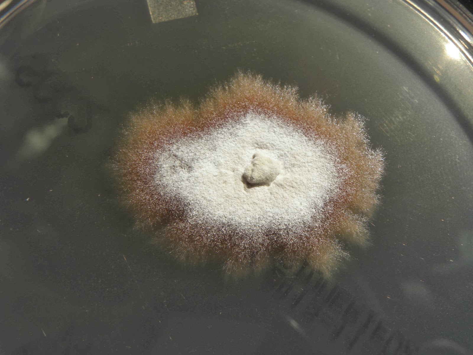 ATLAS MICOLOGIA: TRICHOPHYTON VERRUCOSUM