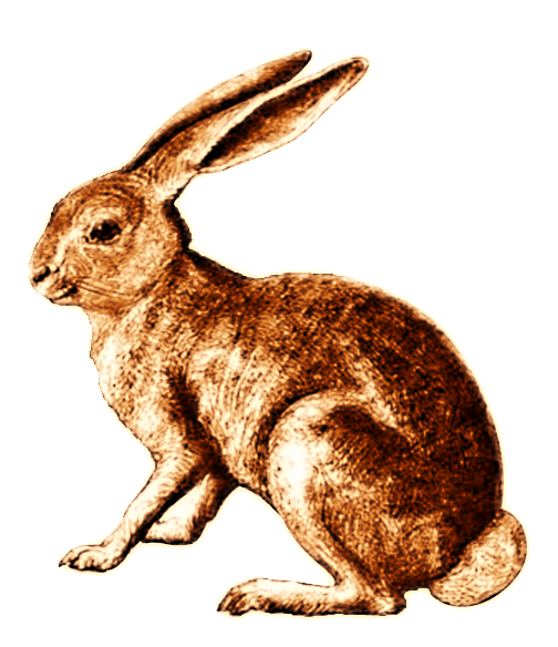 The Graphics Diva: Free Vintage Graphic - wild Rabbit