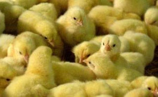 Proceso de Incubacion en Aves: PROCESO DE INCUBACIÓN EN AVES