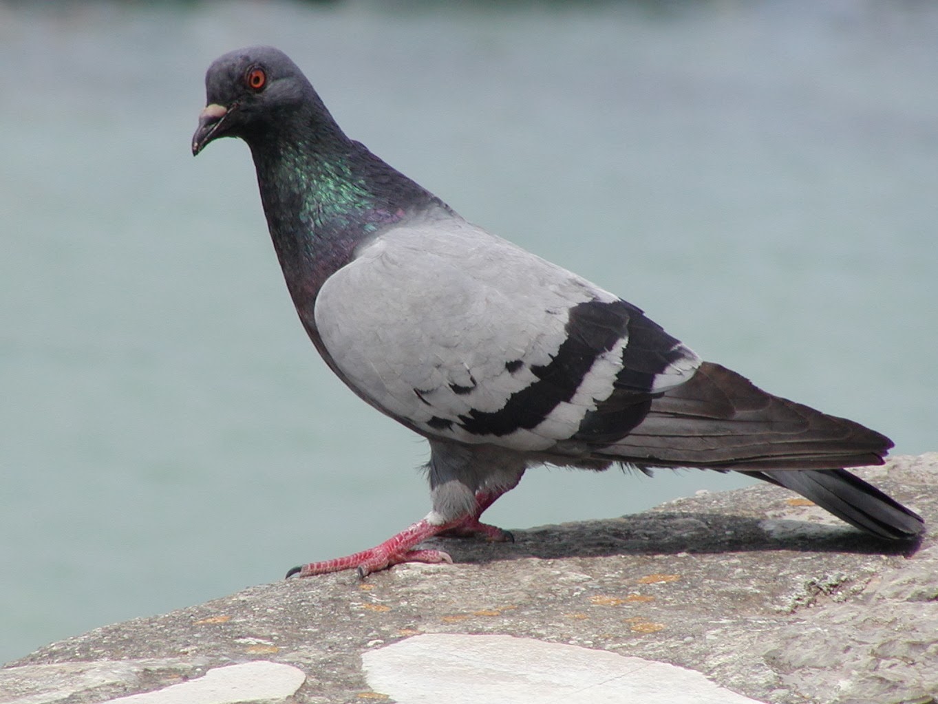 SE Texas Birding & Wildlife Watching: Pity the Poor Immigrant