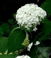 LULE BORE kënga emblematike e muzikës shkodrane