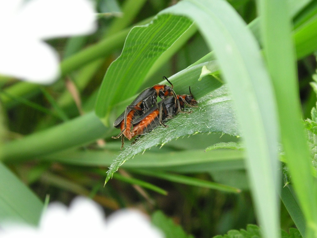 Funny insect pictures | Funny Wallpapers