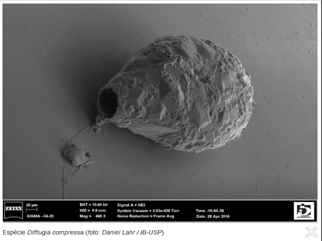 Blog do AXEL GRAEL: Amebas se diversificaram há pelo menos 750 milhões ...