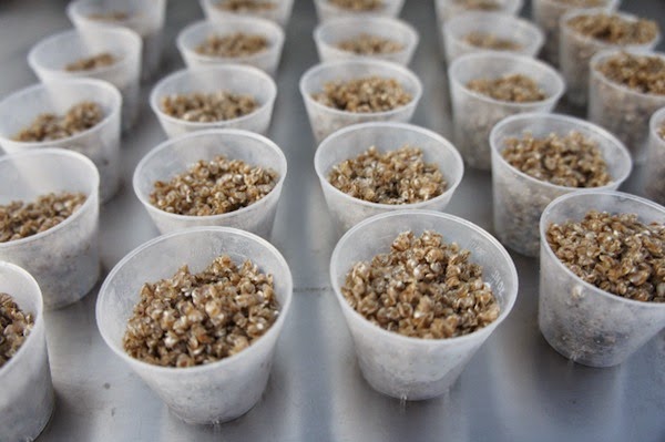 Diary of a Locavore: TRIPLOID OYSTERS // the local food report